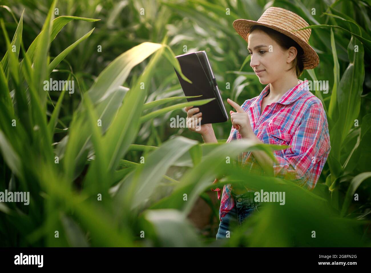 Caucasian farmer walking in corn field and examining crop before ...