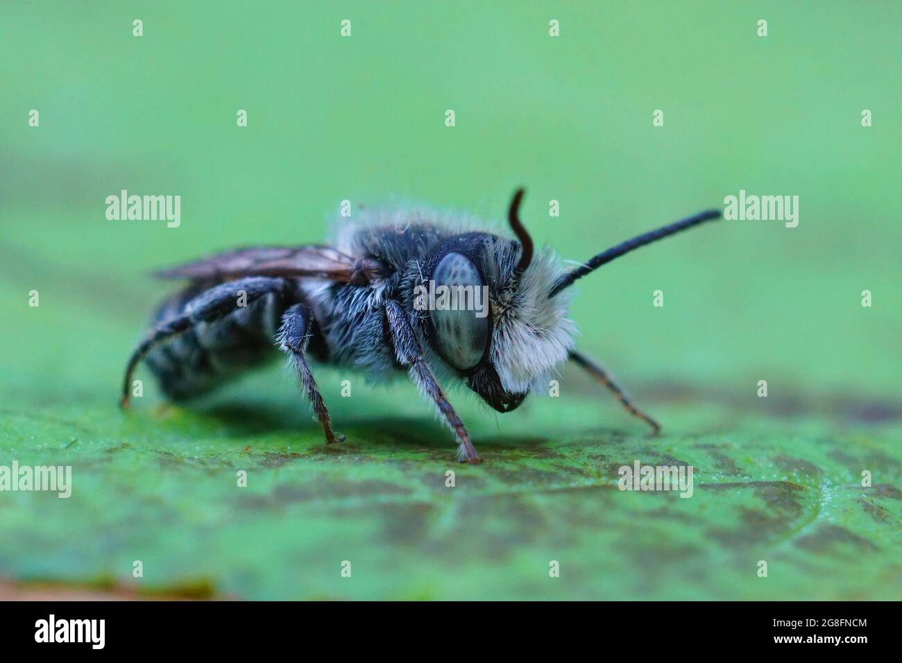 Closeup of a male of the alfalfa leafcutting bee, Megachile rotundata ...