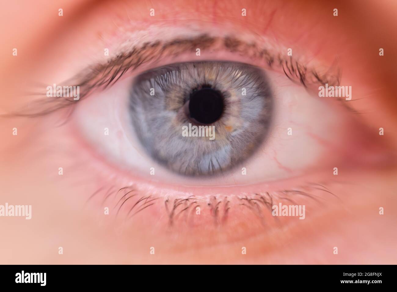 Gray eye of an adult woman, close-up. Macro photo of an open eye with a ...