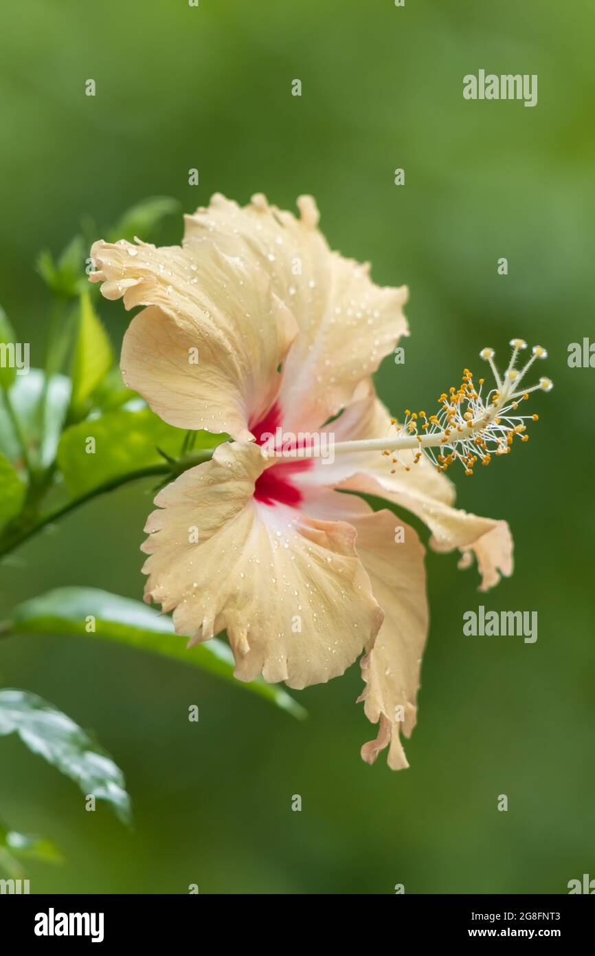 Shoe flower hi-res stock photography and images - Alamy
