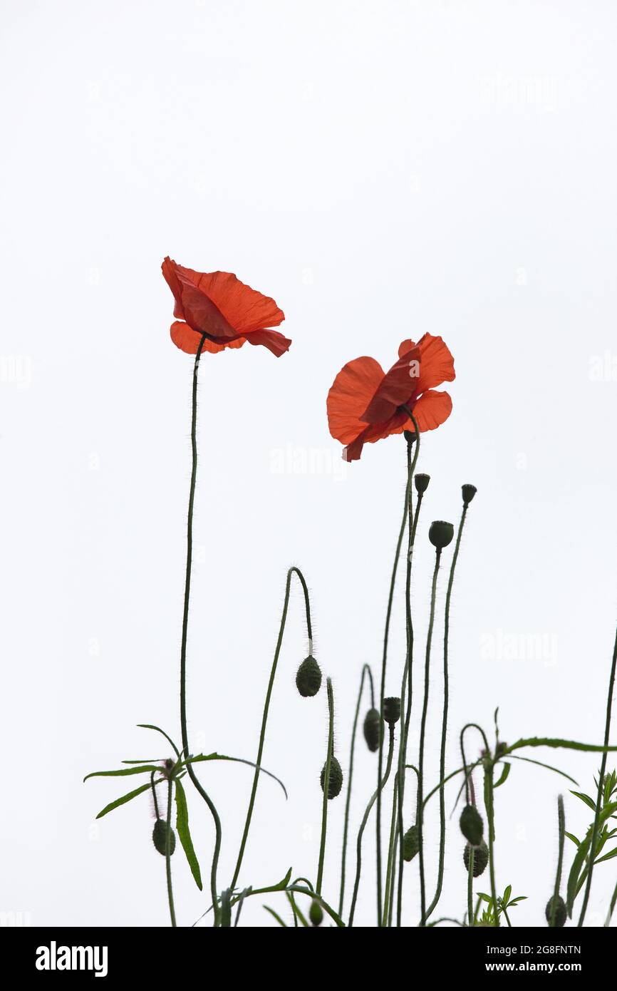 Common Poppy (Papaver rhoeas Stock Photo - Alamy