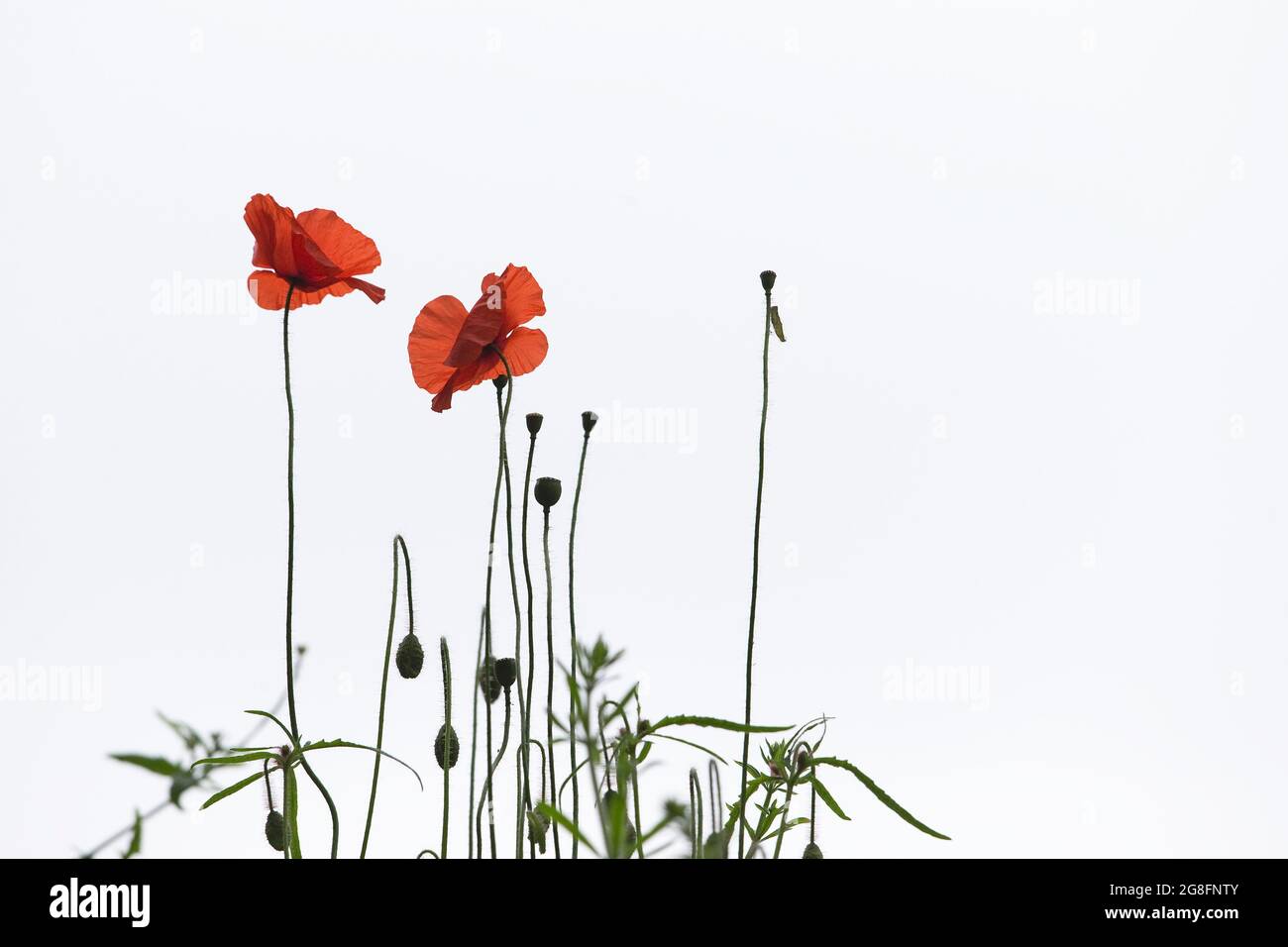 Common Poppy (Papaver rhoeas Stock Photo - Alamy