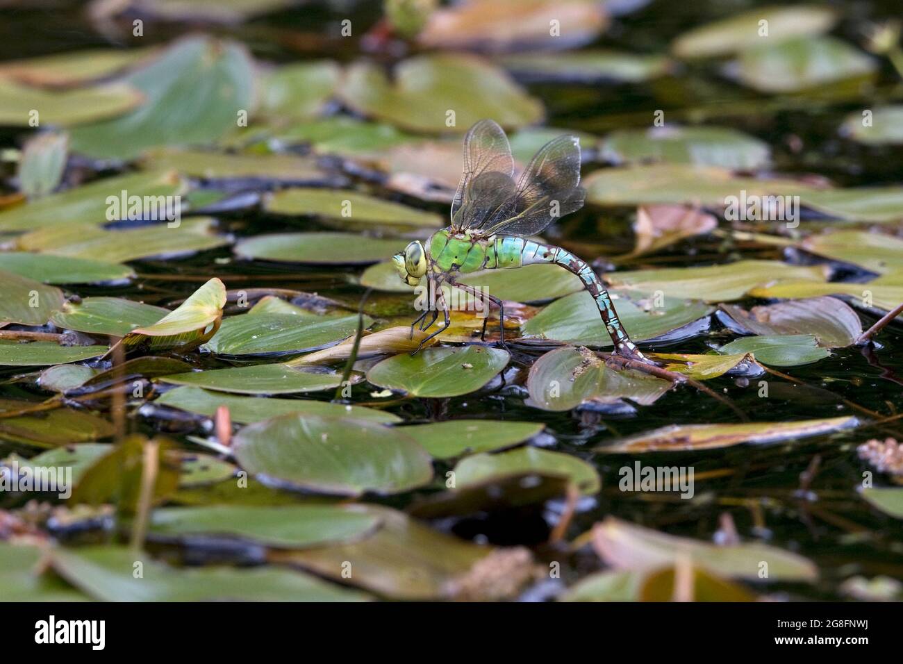 Blue Emperor (Anax imperator) egg laying Stock Photo - Alamy