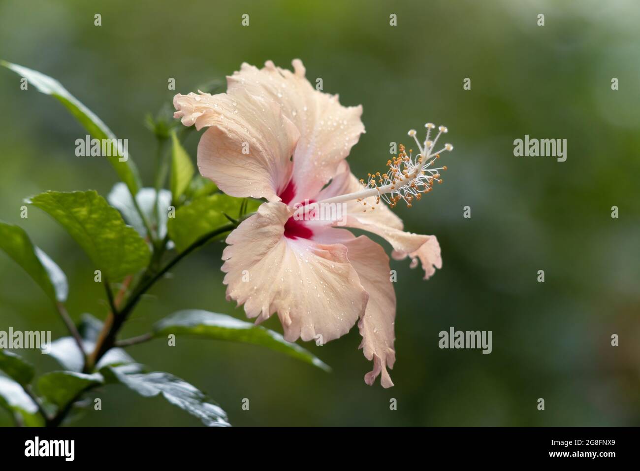 Shoe flower hi-res stock photography and images - Alamy