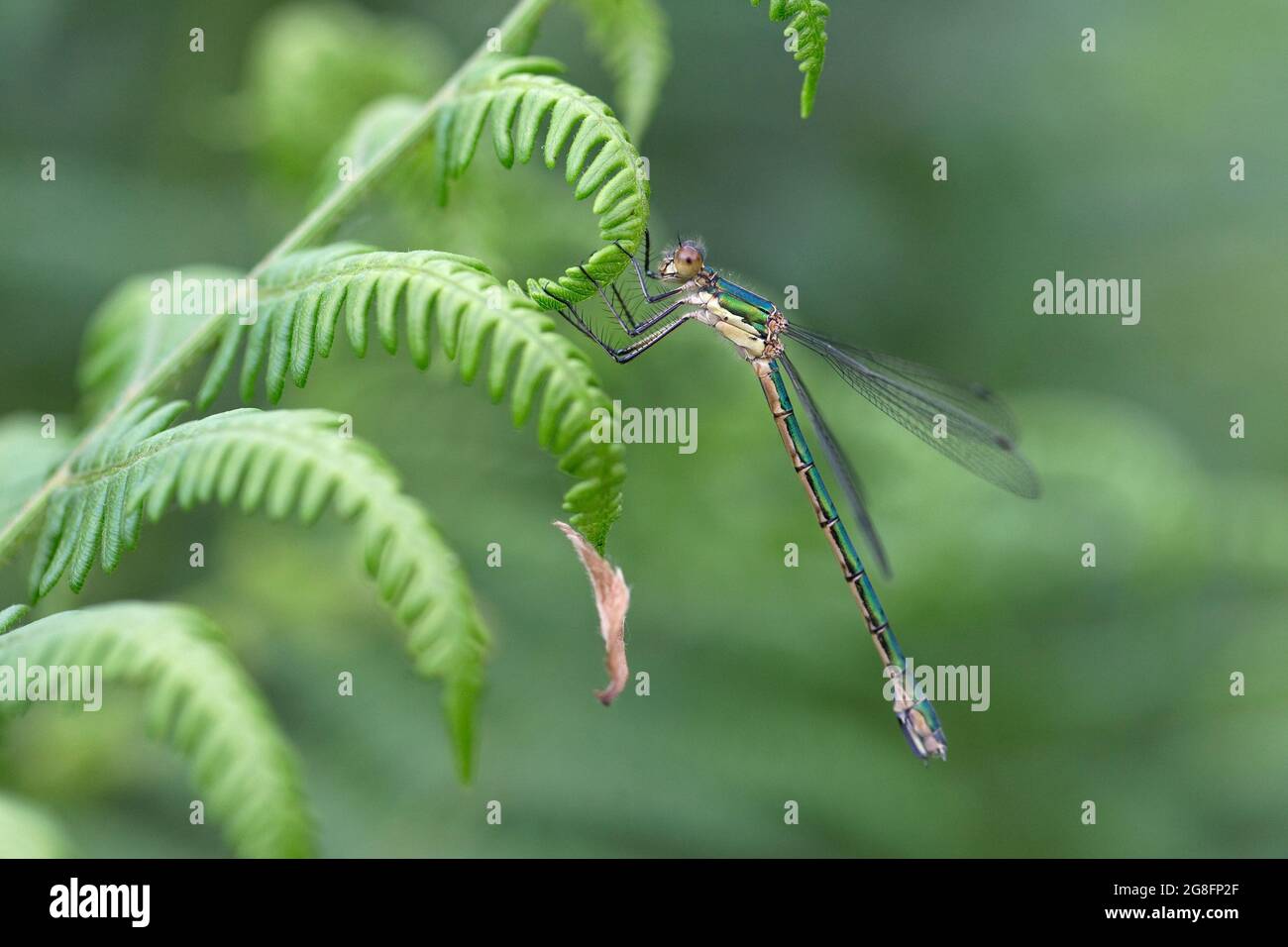 Robust Spreadwing aka Scarce Emerald Damselfly (Lestes dryas) Thompson ...