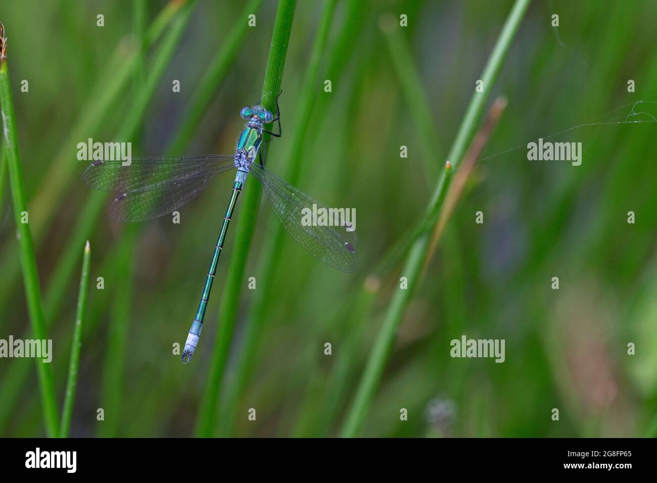Robust Spreadwing aka Scarce Emerald Damselfly (Lestes dryas) Thompson ...