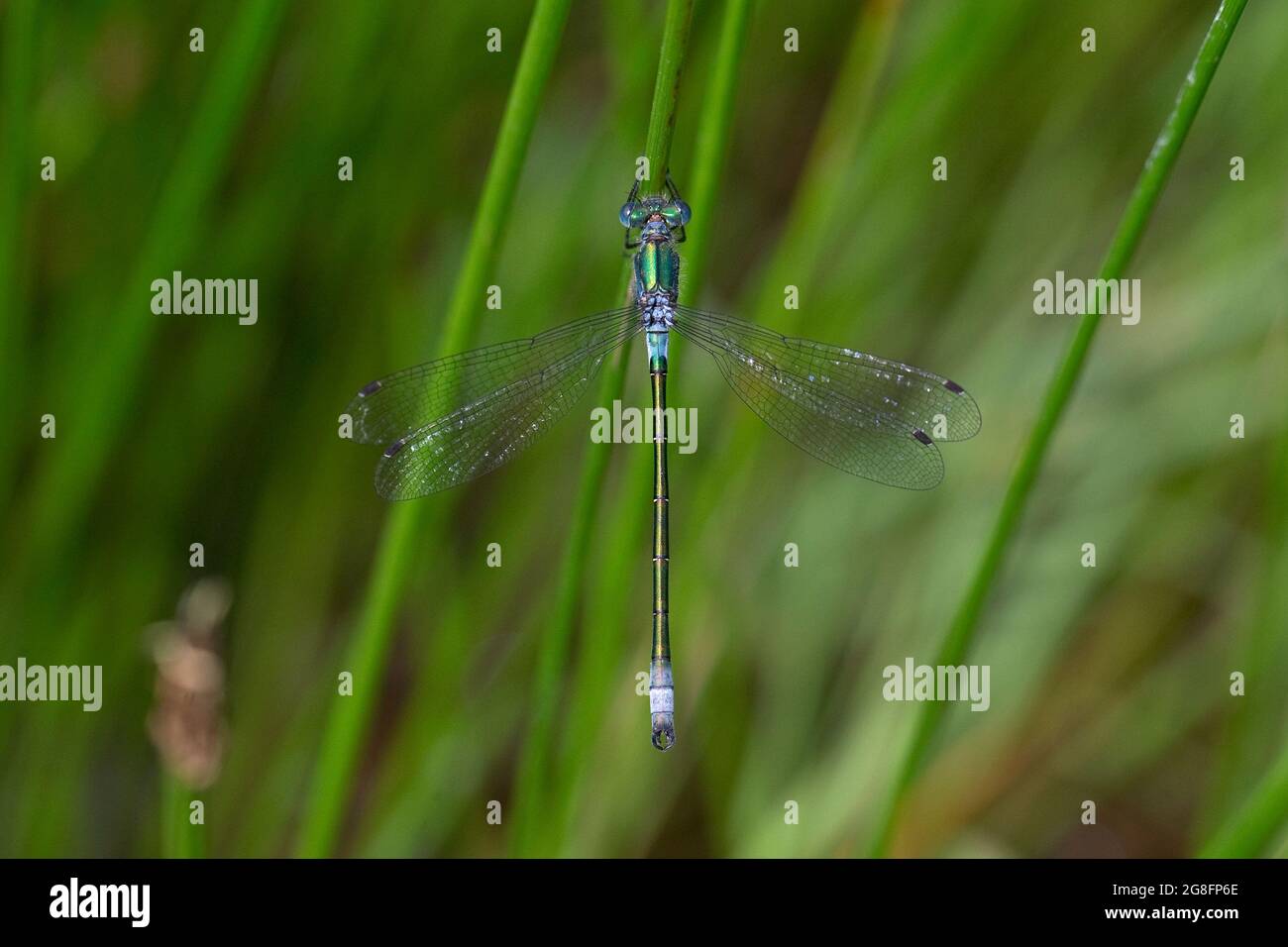 Robust Spreadwing aka Scarce Emerald Damselfly (Lestes dryas) Thompson ...
