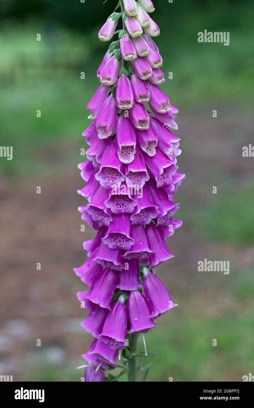 Common Foxglove (Digitalis purpurea) Suffolk GB UK June 2021 Stock ...