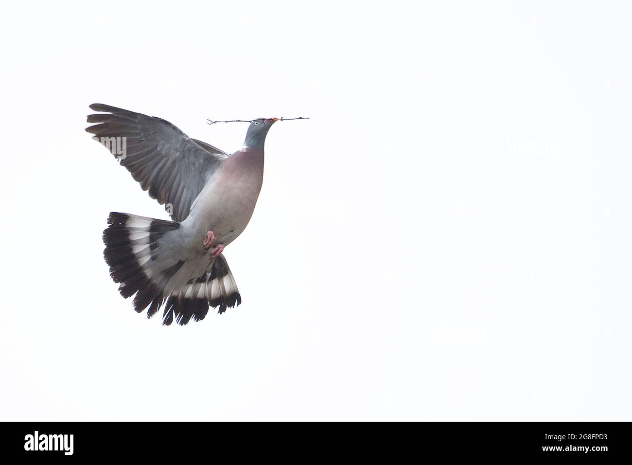 Flying pigeon Cut Out Stock Images & Pictures - Alamy