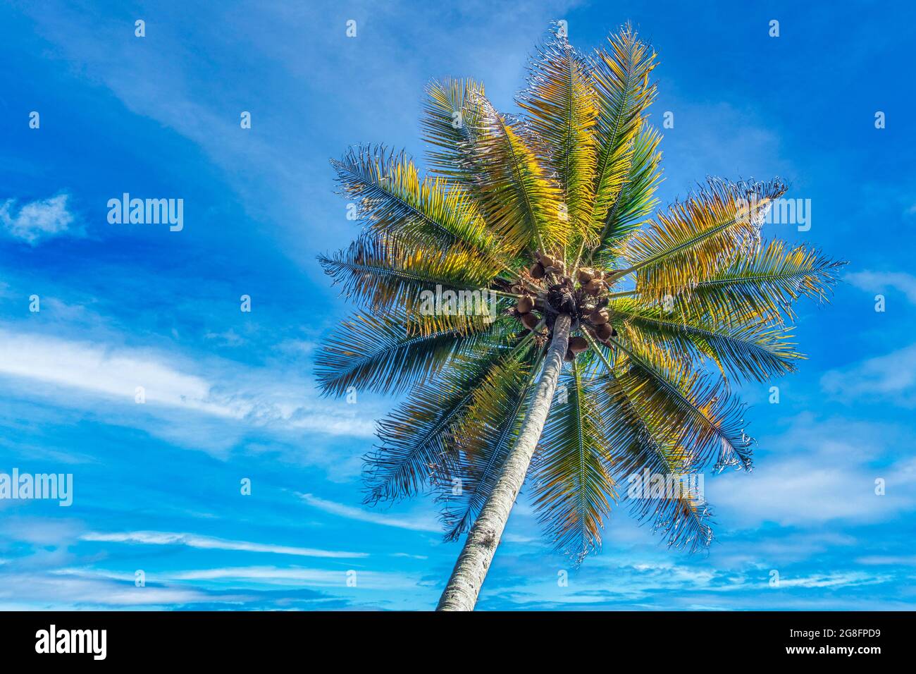 coconut tree in blue sky, cuba Stock Photo - Alamy