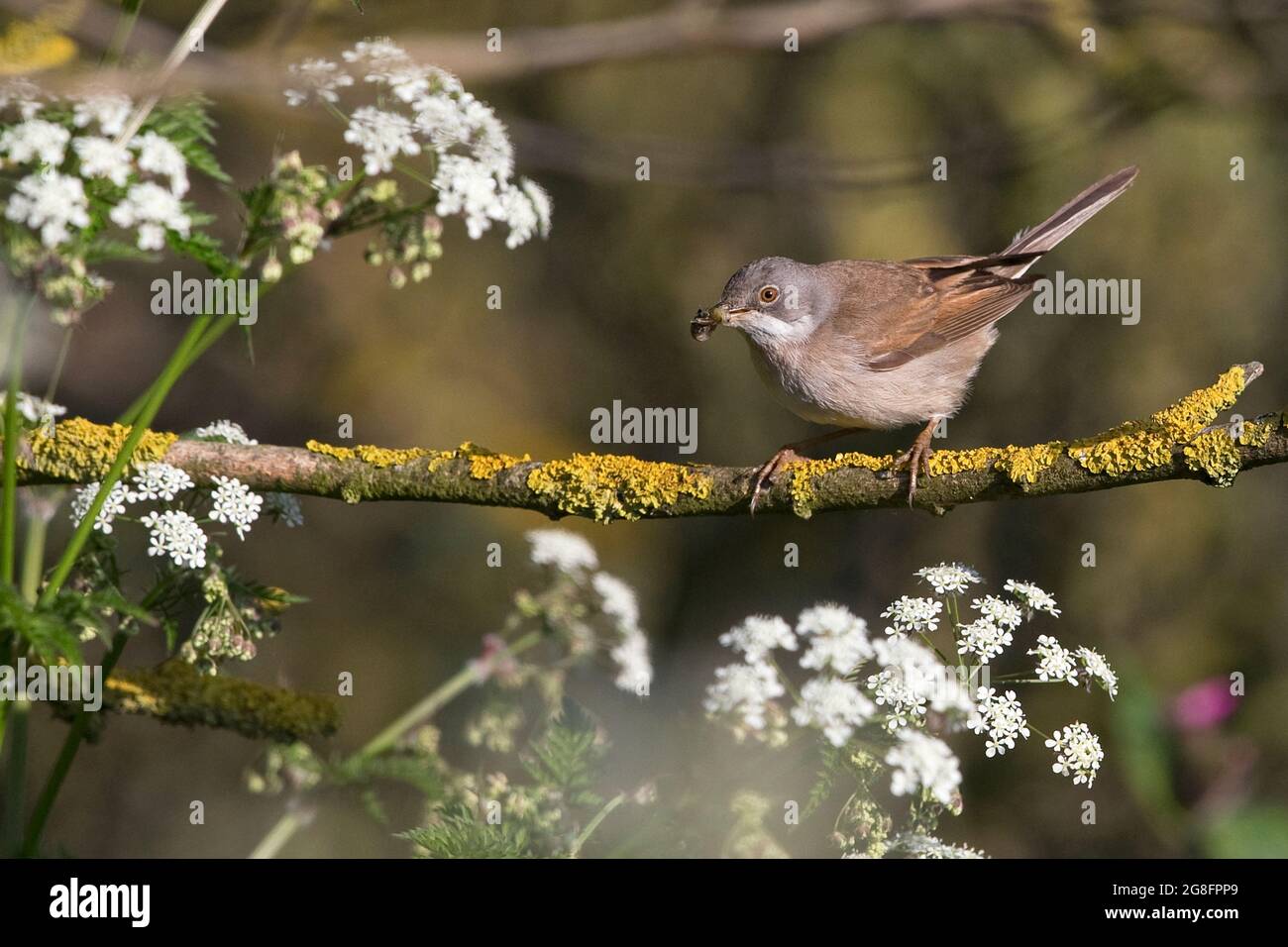Common Whitethroat (Sylvia communi) Yorkshire UK GB July 2021 Stock ...