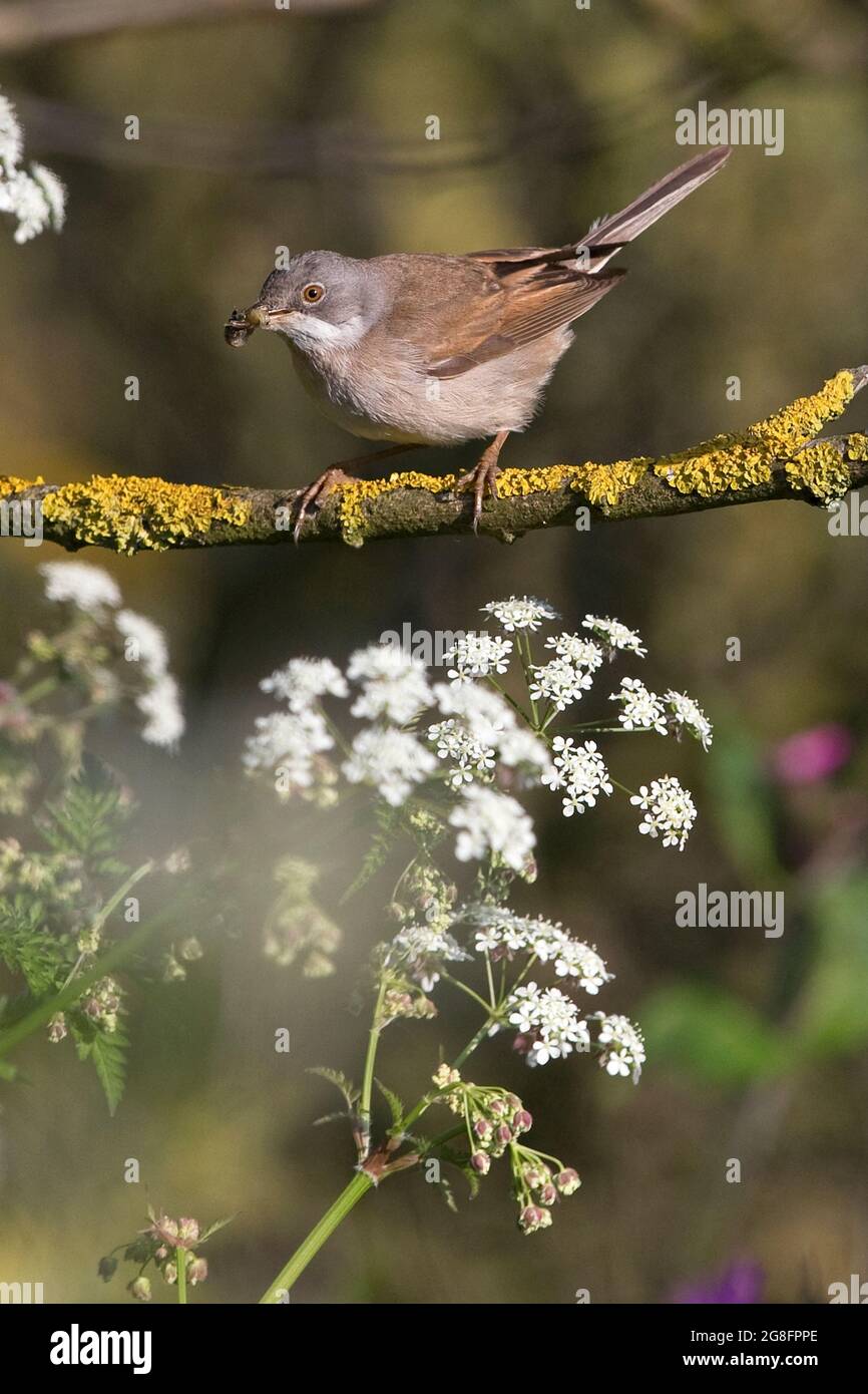 Common Whitethroat (Sylvia communi) Yorkshire UK GB July 2021 Stock ...