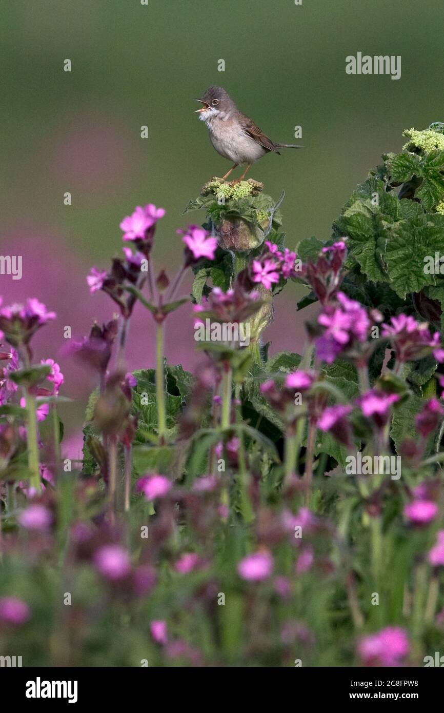 Common Whitethroat (Sylvia communi) Yorkshire UK GB July 2021 Stock ...