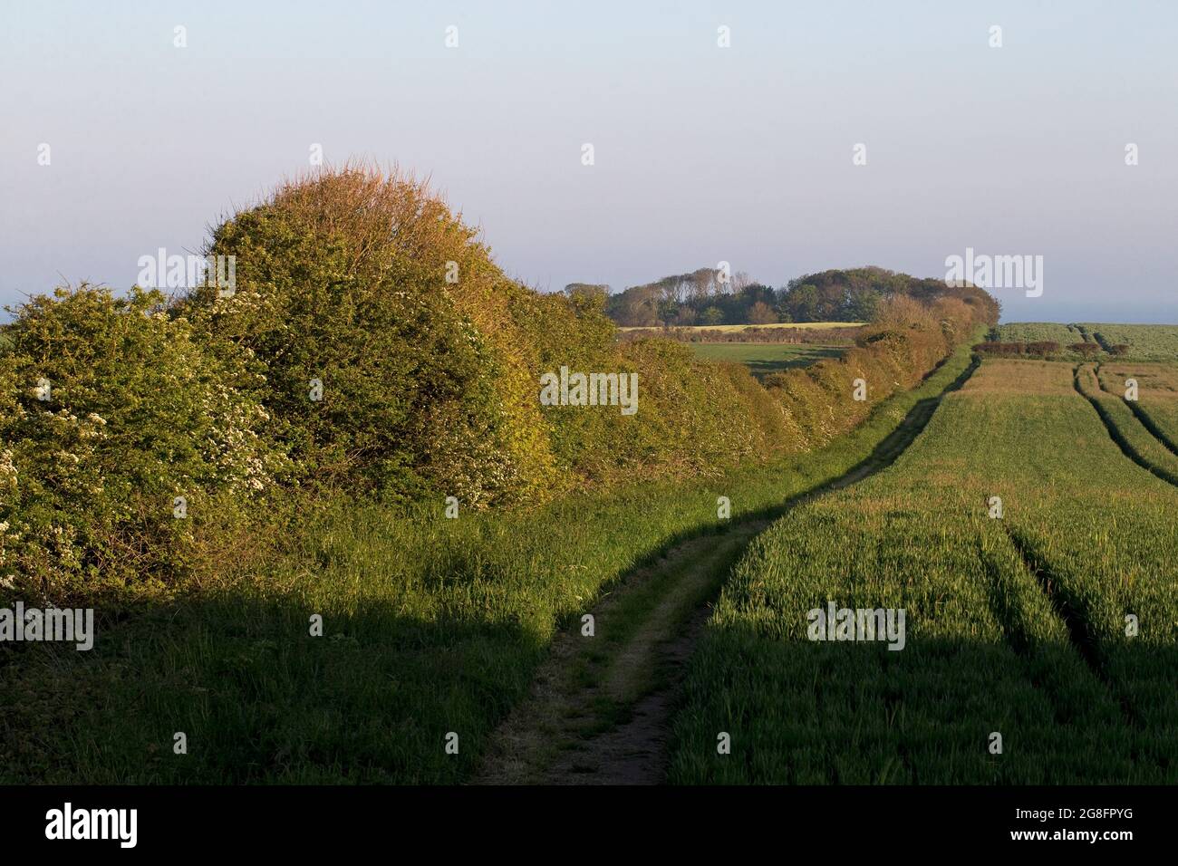 Old Fall Hedge Flamborough Head Yorkshire GB UK June 2021 Stock Photo ...