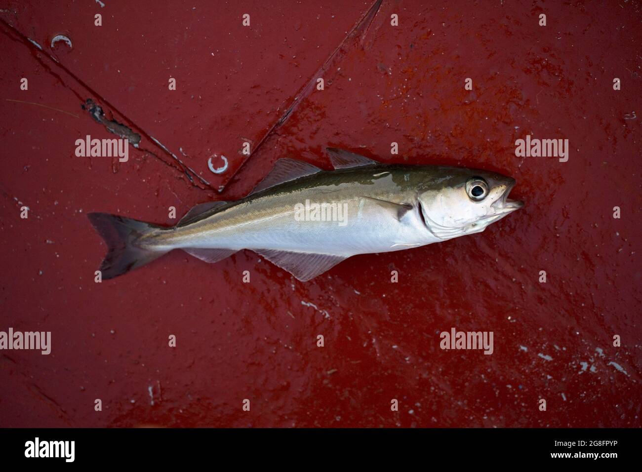 Saithe Coley Coalfish (Pollachius virens) just caught on boat Yorkshire ...