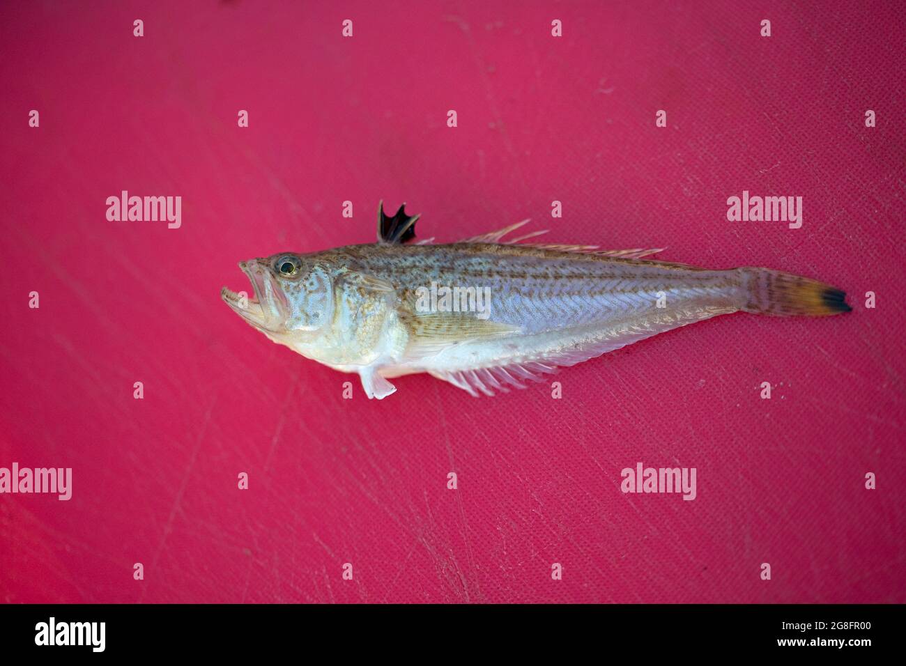 Weever fish hi-res stock photography and images - Alamy