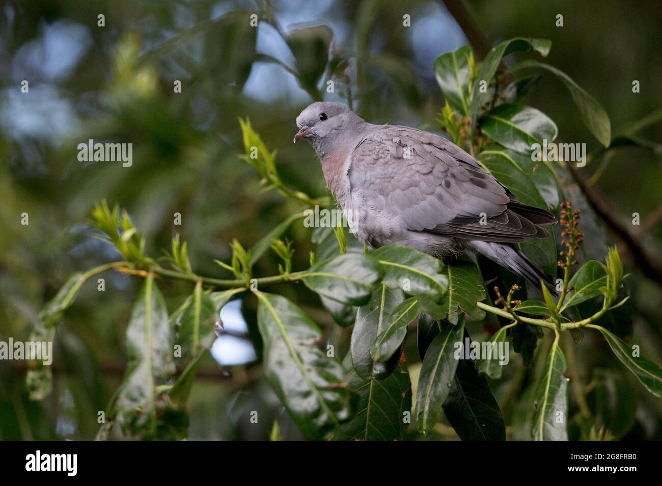 Dove fledgling hi-res stock photography and images - Alamy