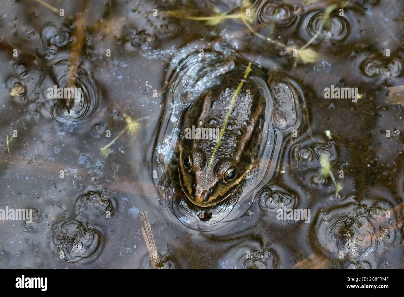 Northern Pool Frog (Pelophylax lessonae) introduced Thompson Water NWT ...