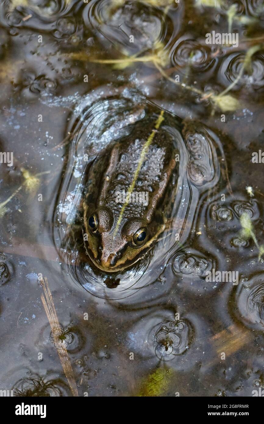 Northern Pool Frog (Pelophylax lessonae) introduced Thompson Water NWT ...