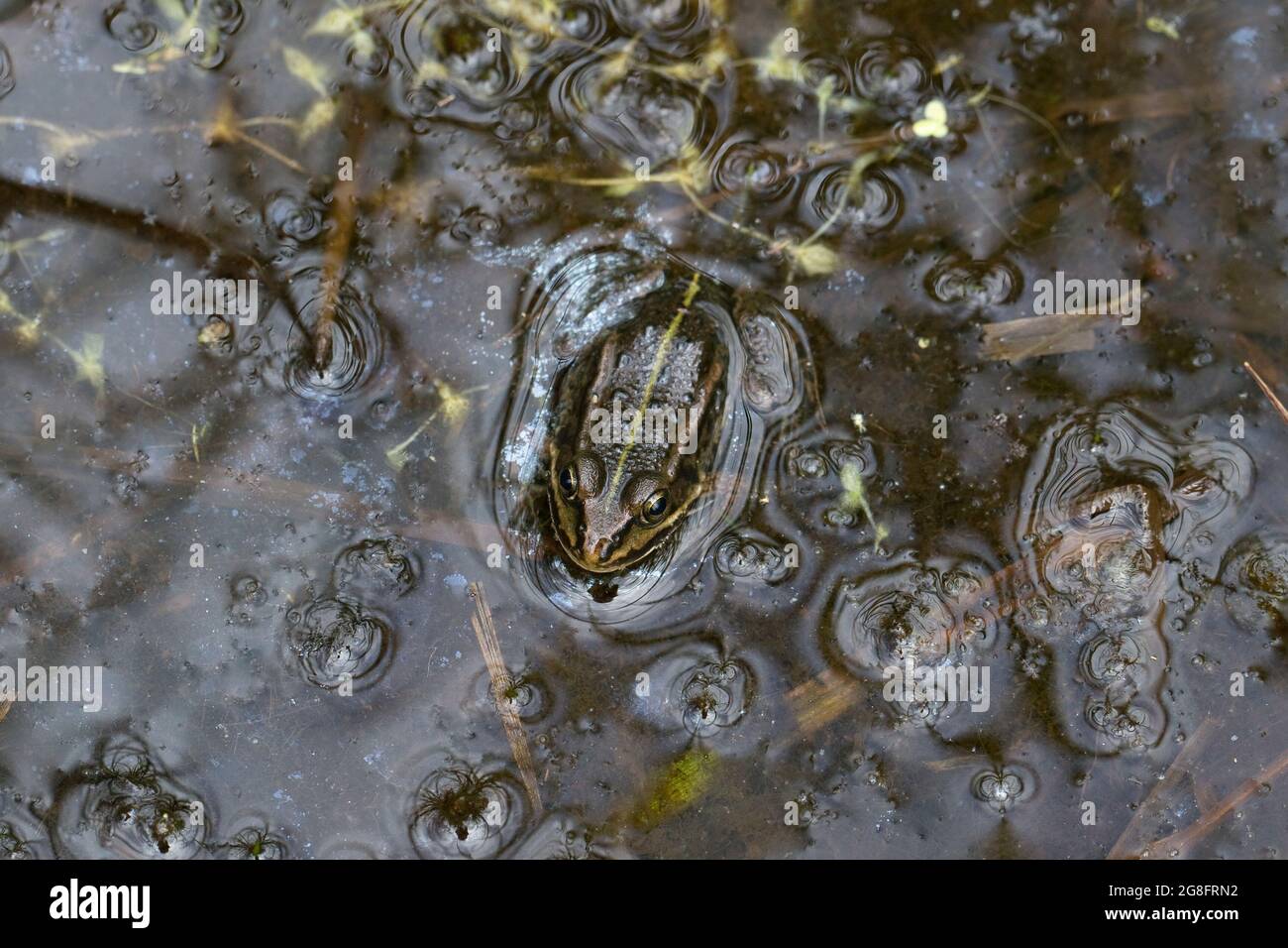 Northern Pool Frog (Pelophylax lessonae) introduced Thompson Water NWT ...