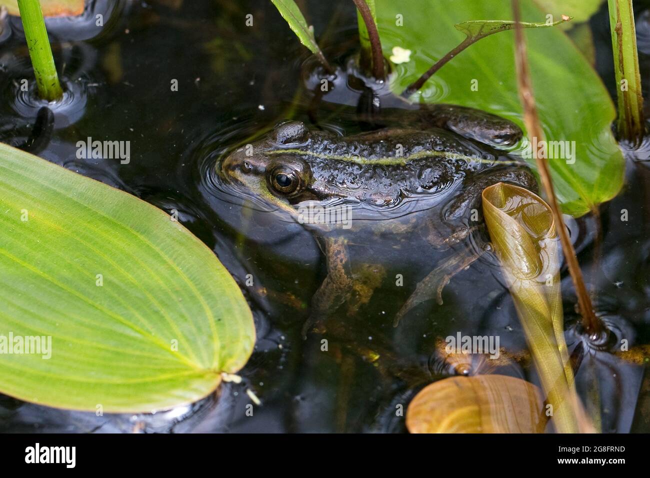 Northern Pool Frog (Pelophylax lessonae) introduced Thompson Water NWT ...
