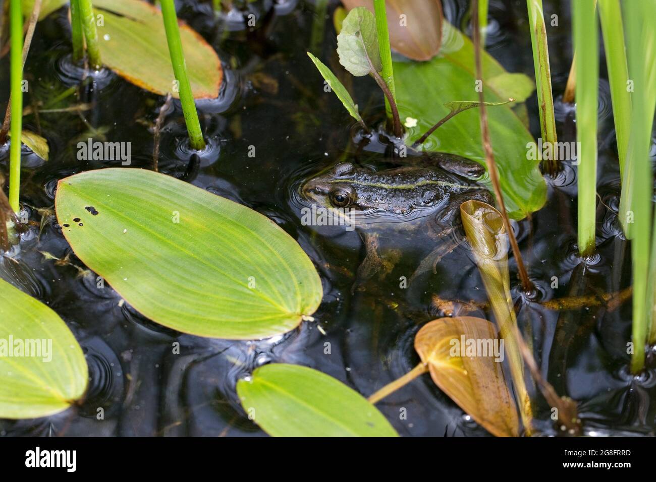 Northern Pool Frog (Pelophylax lessonae) introduced Thompson Water NWT ...