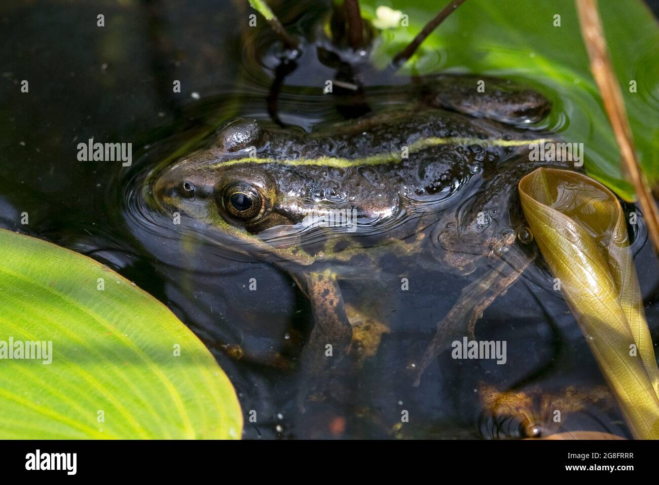 Northern Pool Frog (Pelophylax lessonae) introduced Thompson Water NWT ...