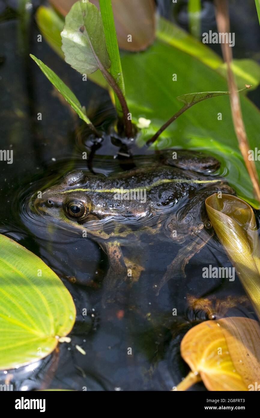 Northern Pool Frog (Pelophylax lessonae) introduced Thompson Water NWT ...
