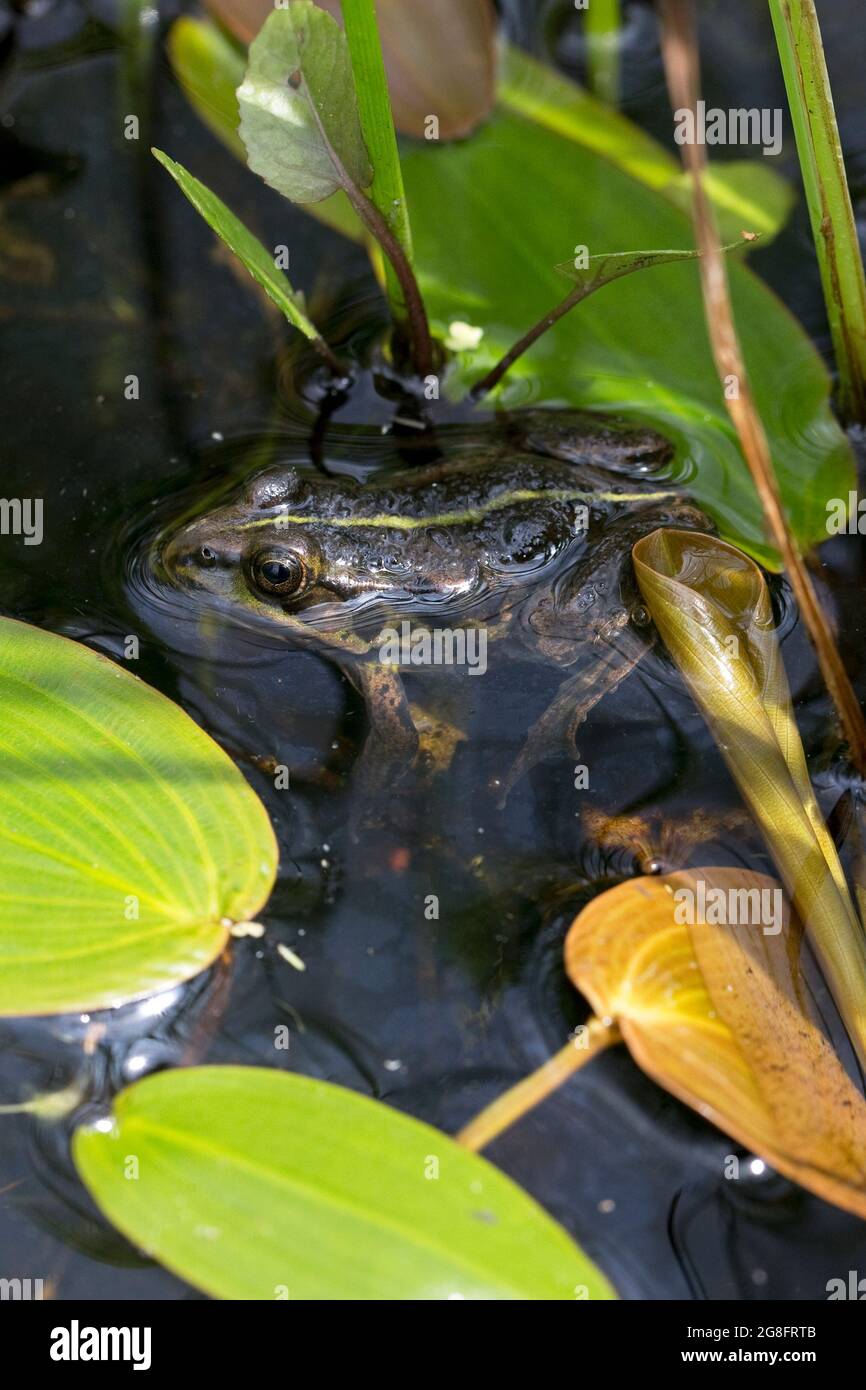 Northern Pool Frog (Pelophylax lessonae) introduced Thompson Water NWT ...