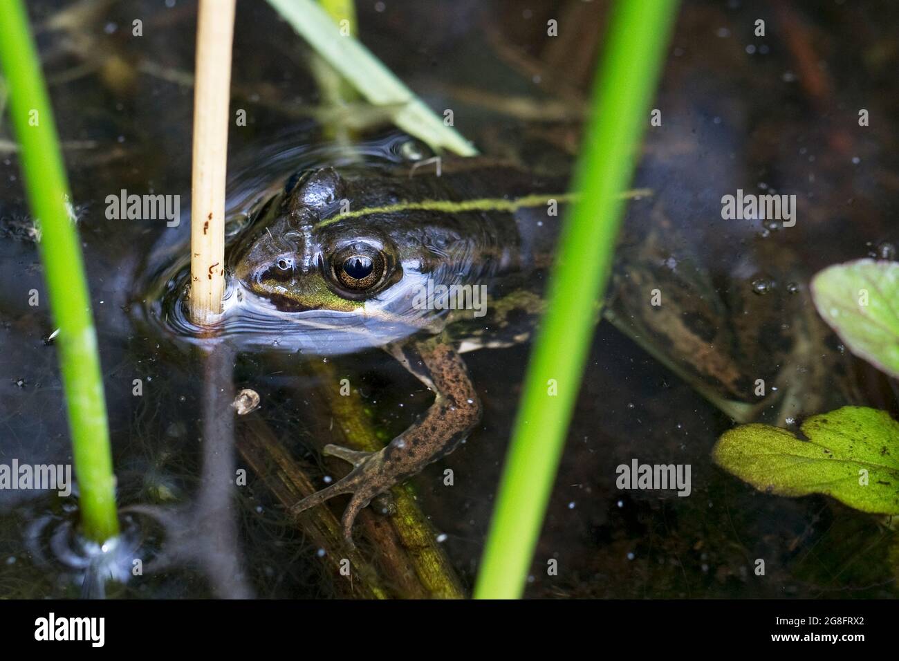 Northern Pool Frog (Pelophylax lessonae) introduced Thompson Water NWT ...