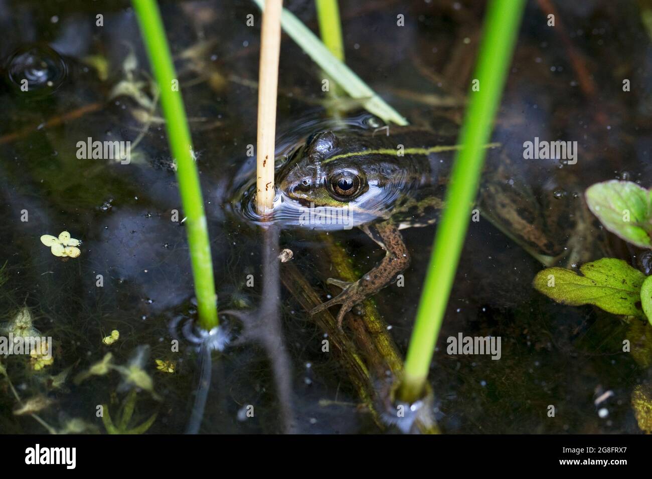 Northern Pool Frog (Pelophylax lessonae) introduced Thompson Water NWT ...