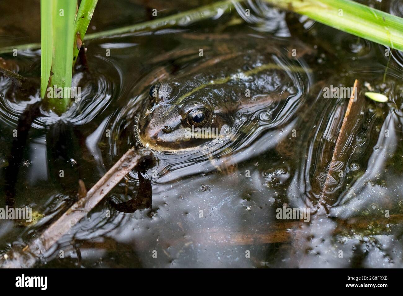 Northern Pool Frog (Pelophylax lessonae) introduced Thompson Water NWT ...