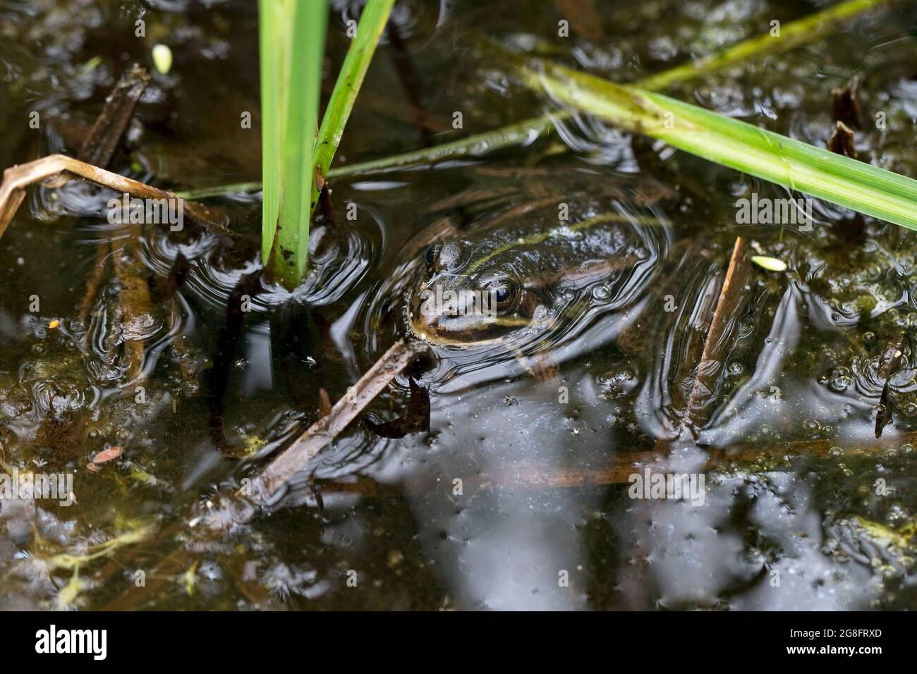 Northern Pool Frog (Pelophylax lessonae) introduced Thompson Water NWT ...