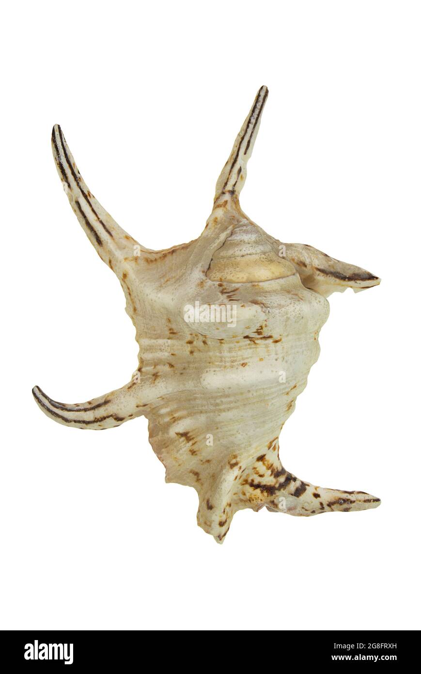 Large horned seashell with brown stripes on white isolated background ...