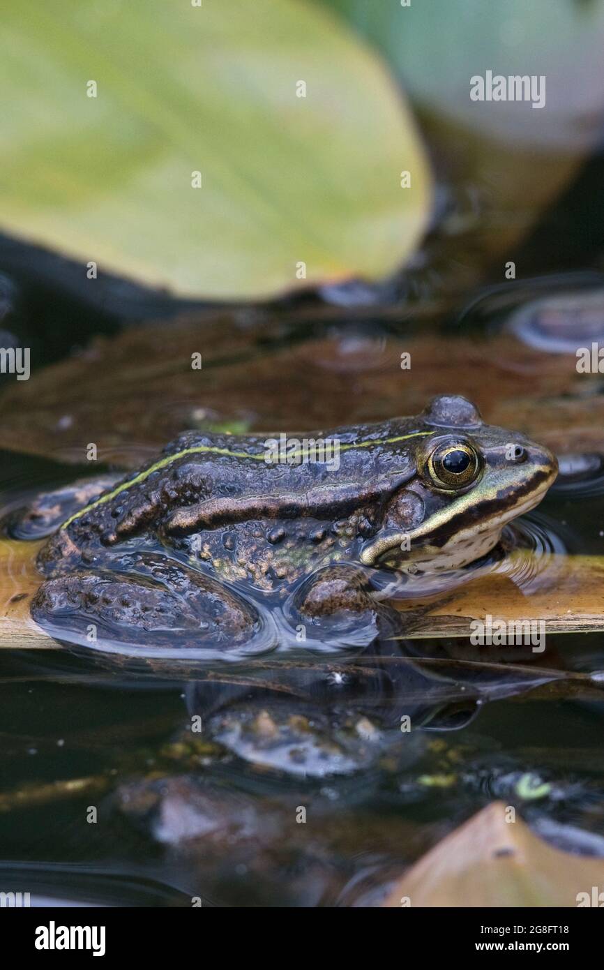 Pool frog norfolk hi-res stock photography and images - Alamy