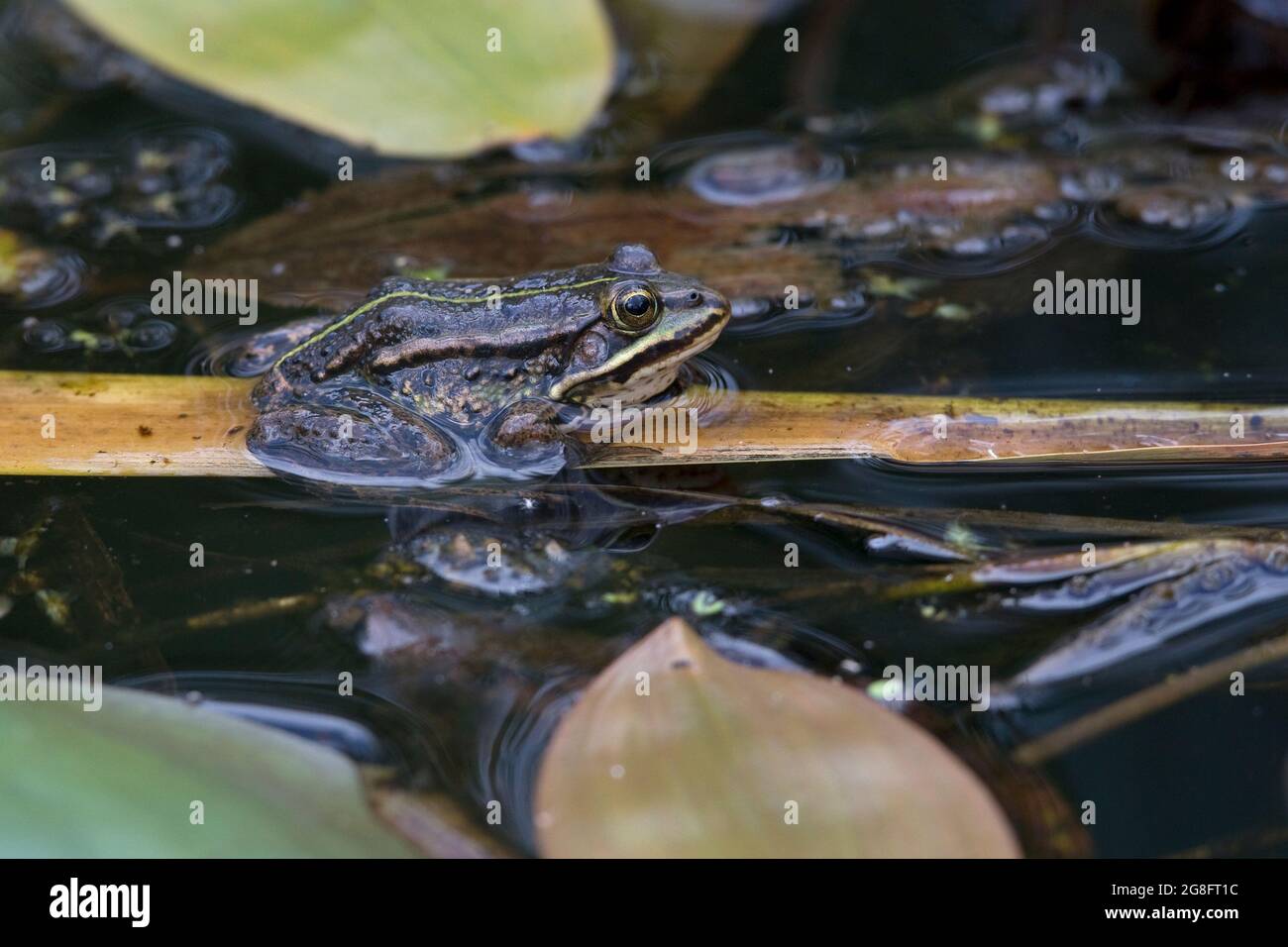 Northern Pool Frog (Pelophylax lessonae) introduced Thompson Water NWT ...