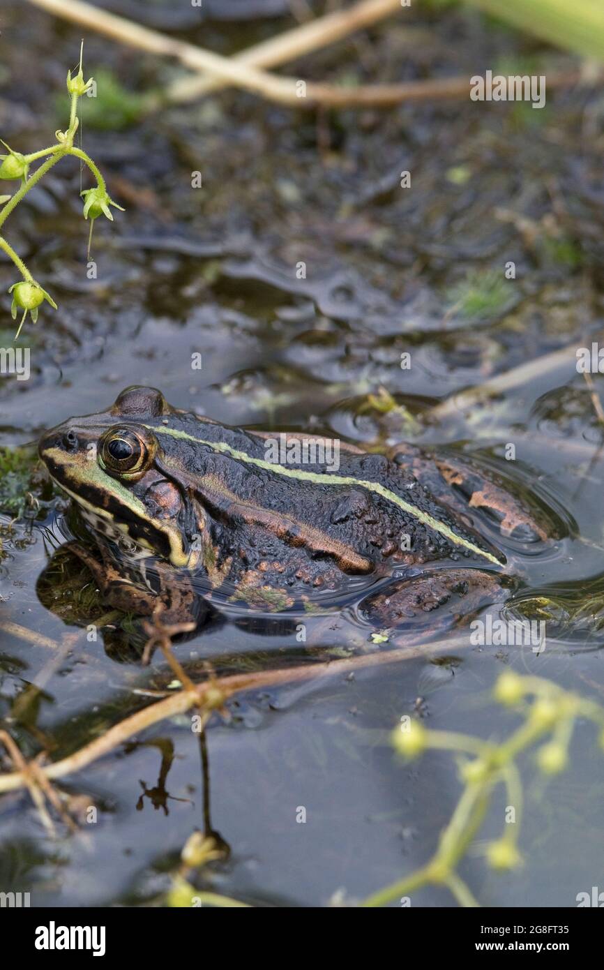 Pelophylax lessonae norfolk hi-res stock photography and images - Alamy