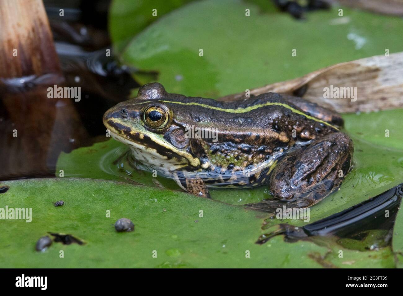 Northern Pool Frog (Pelophylax lessonae) introduced Thompson Water NWT ...