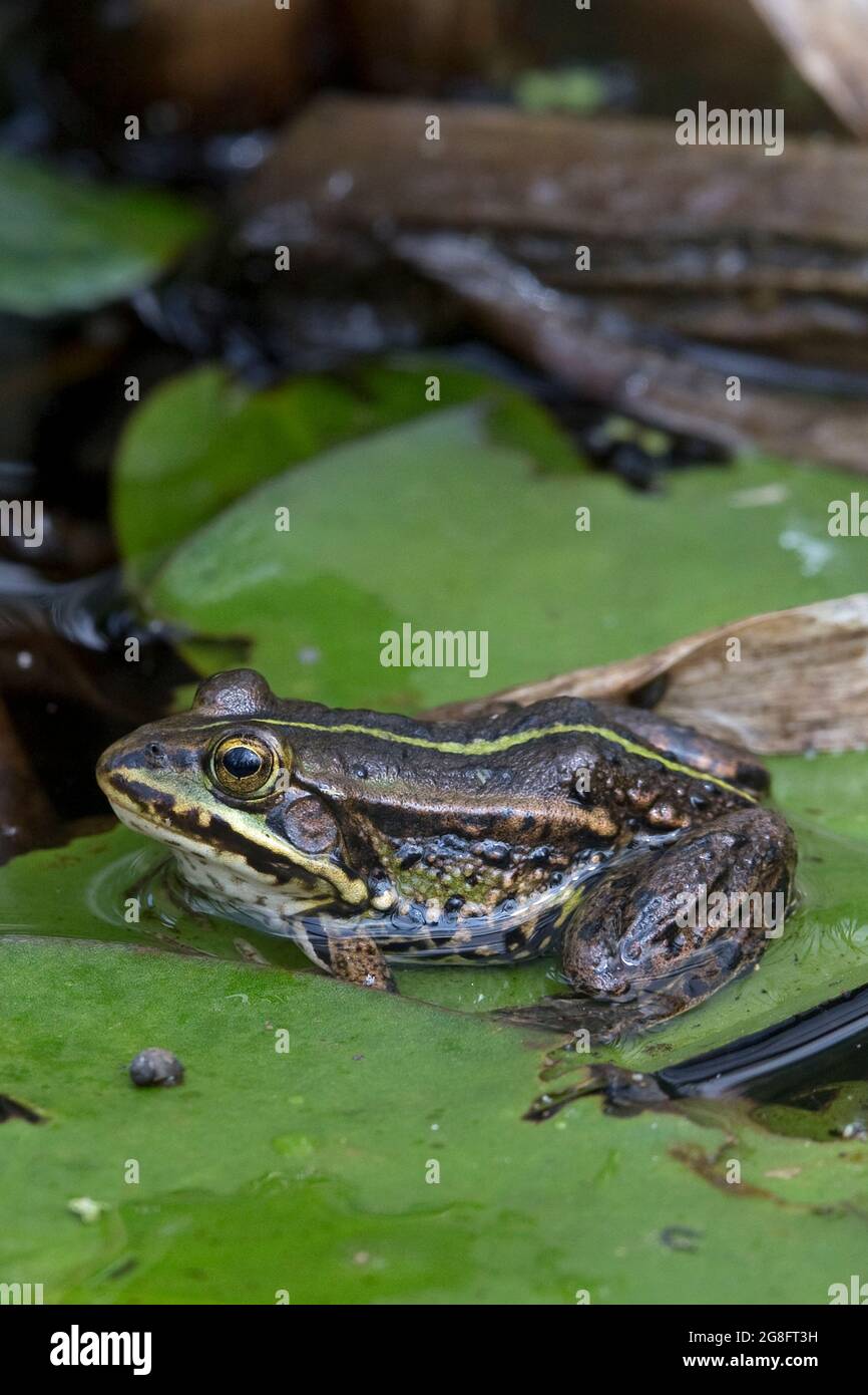 Pelophylax lessonae norfolk hi-res stock photography and images - Alamy