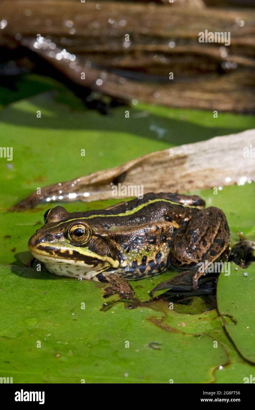 Northern Pool Frog (Pelophylax lessonae) introduced Thompson Water NWT ...
