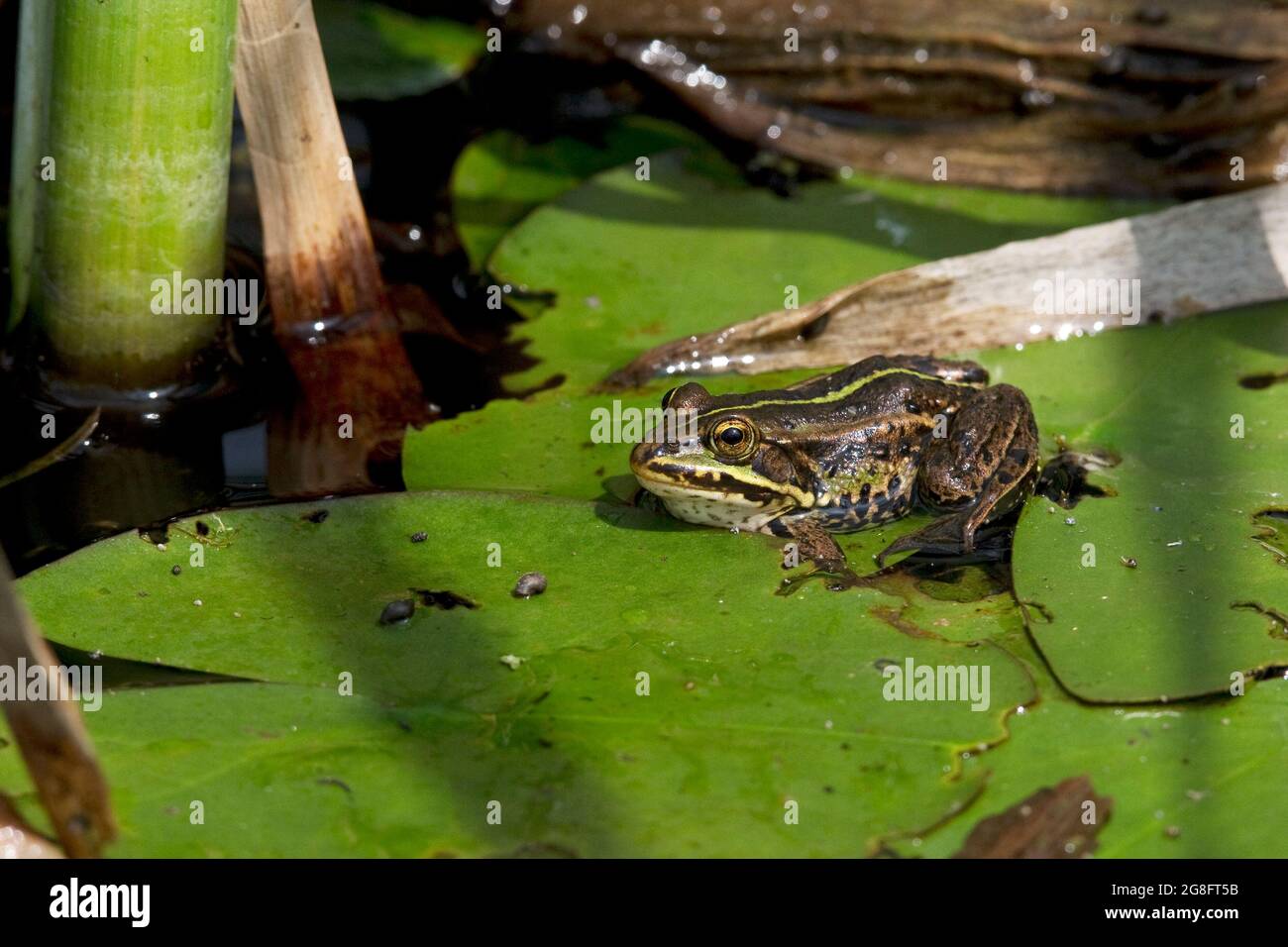 Northern Pool Frog (Pelophylax lessonae) introduced Thompson Water NWT ...