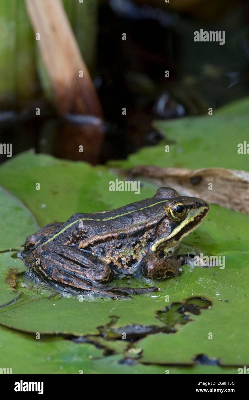 Northern Pool Frog (Pelophylax lessonae) introduced Thompson Water NWT ...