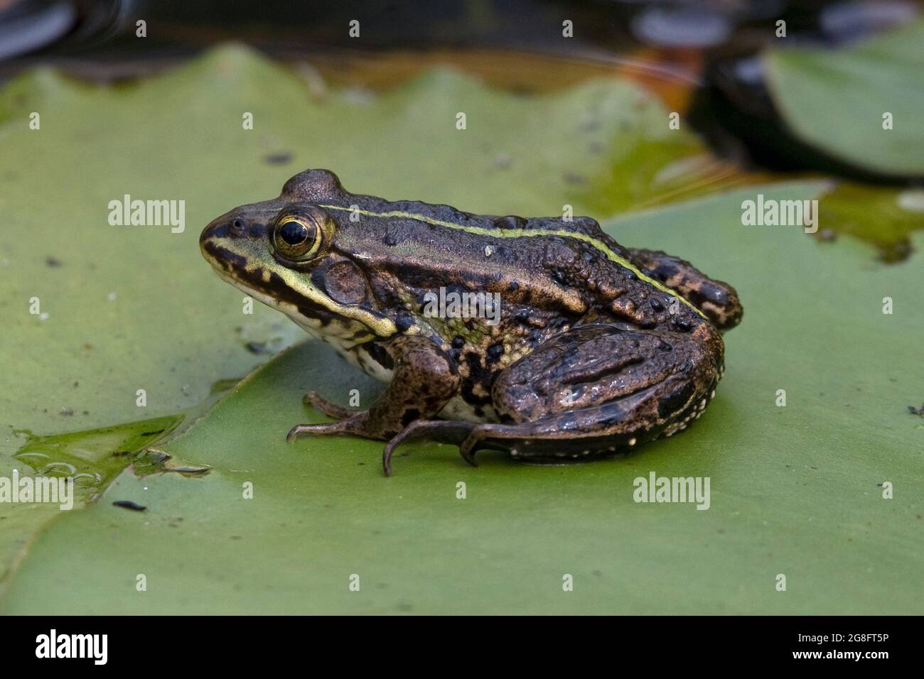 Northern Pool Frog (Pelophylax lessonae) introduced Thompson Water NWT ...