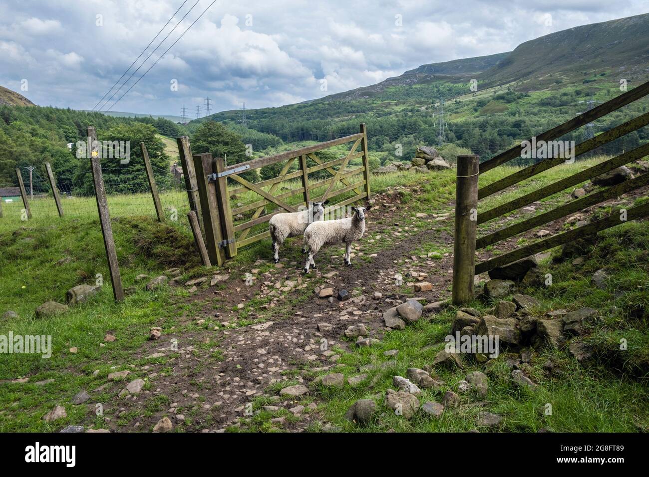 Sheep on a footpath at Crowden, Longdendale Valley, Peak District ...