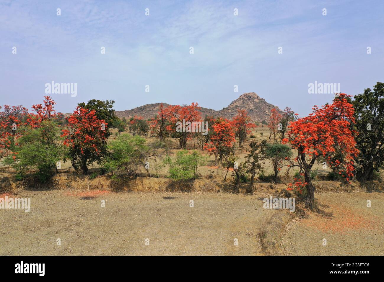Plash flower hi-res stock photography and images - Alamy