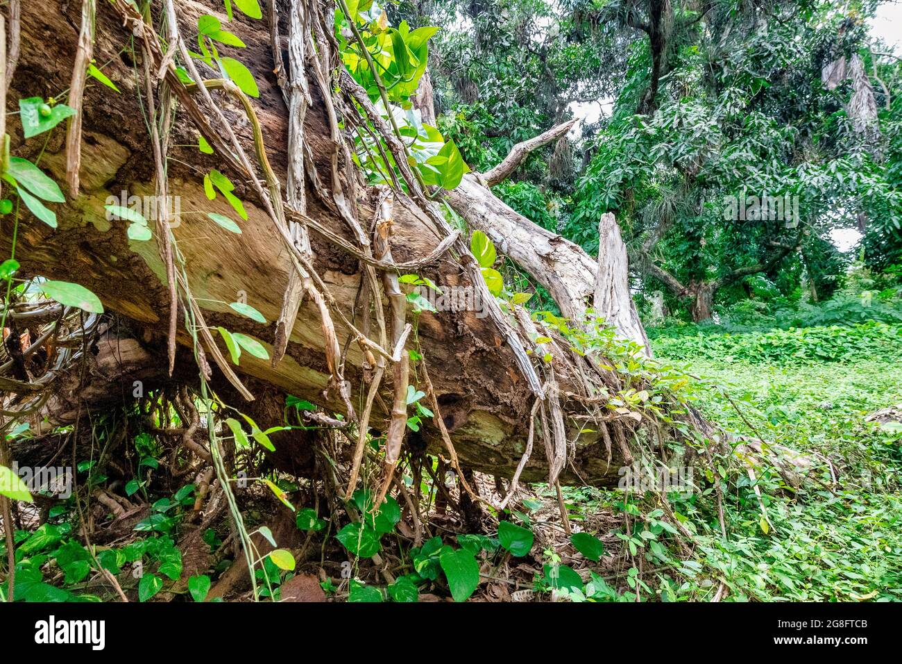 rotten dying tree in forest Stock Photo - Alamy