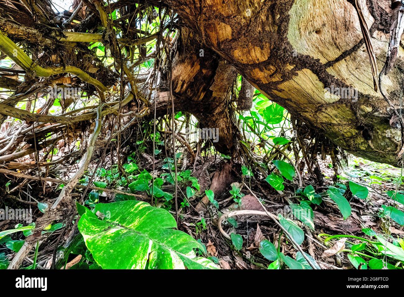 rotten dying tree in forest Stock Photo - Alamy