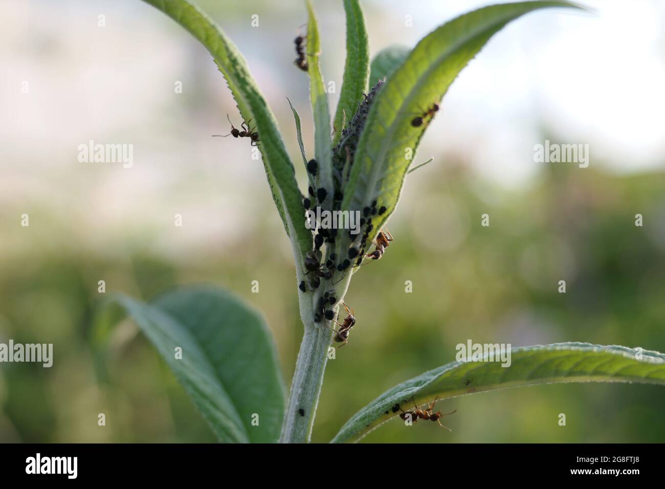 Ants crawling up and down the stem and leaves of a buddleja bush Stock ...