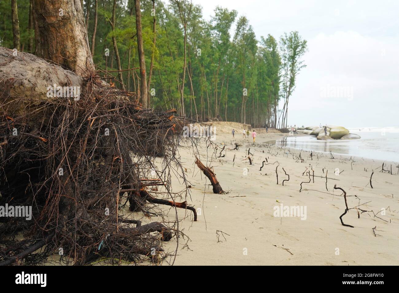 So many tamarisk tree roots are seen fallen besides the world longest ...