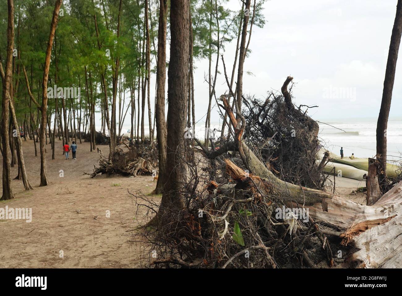 Tamarisk tree roots hi-res stock photography and images - Alamy